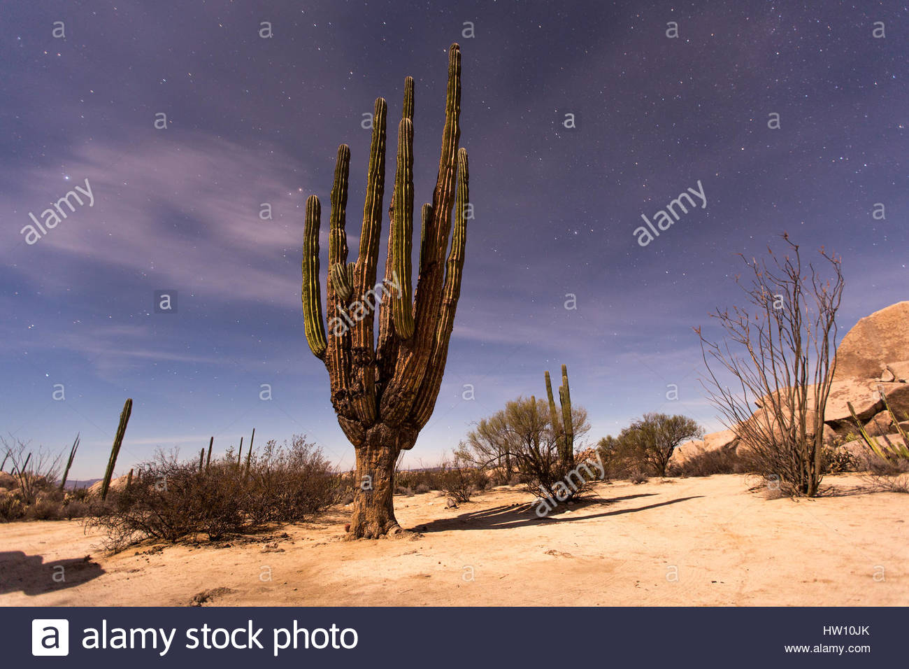 Star Cactus Stock Photos & Star Cactus Stock Images - Alamy