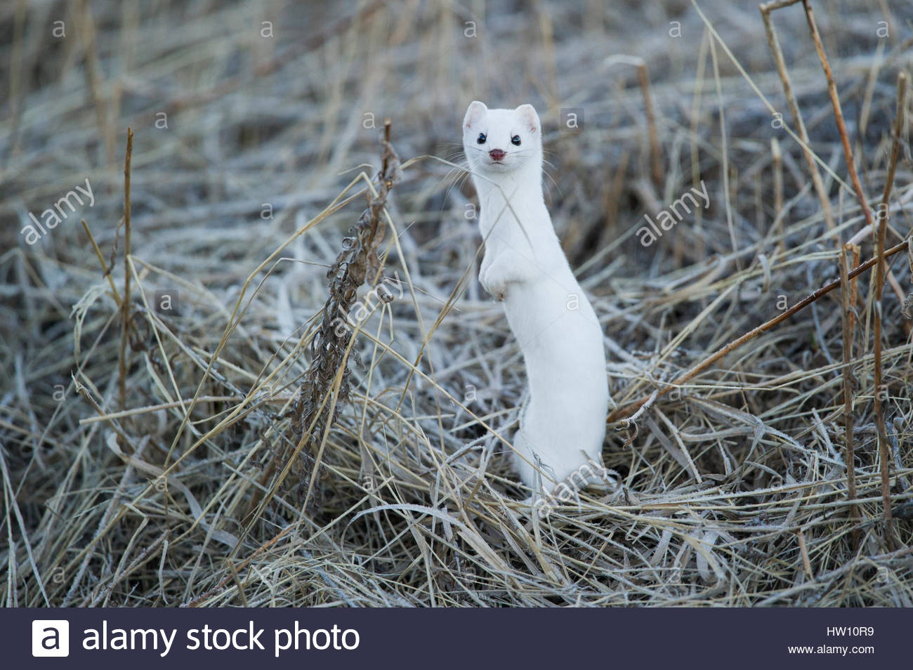 Ermine White Stock Photos & Ermine White Stock Images - Alamy