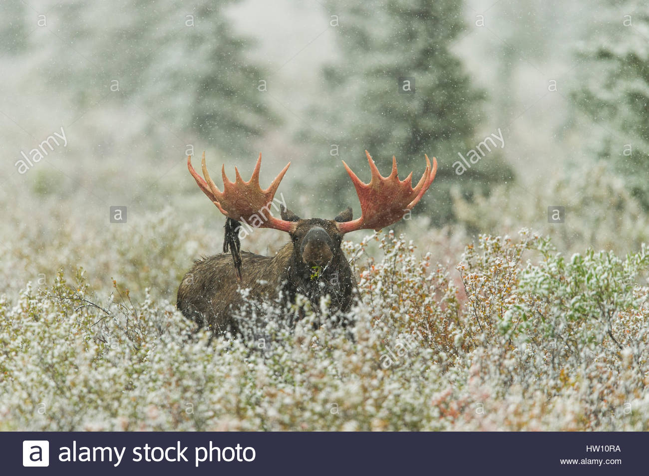 Bull Moose Antlers In Snow Alaska Stock Photos & Bull Moose Antlers In ...