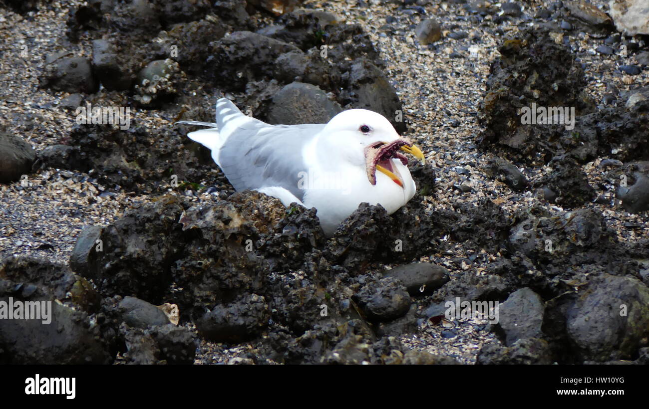 Seagull holding starfish in beak Stock Photo - Alamy