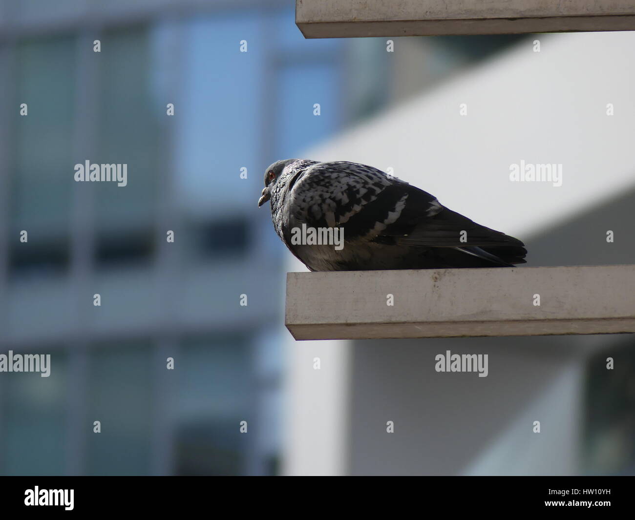 Blue building backdrop pigeon shallow depth of field Stock Photo - Alamy