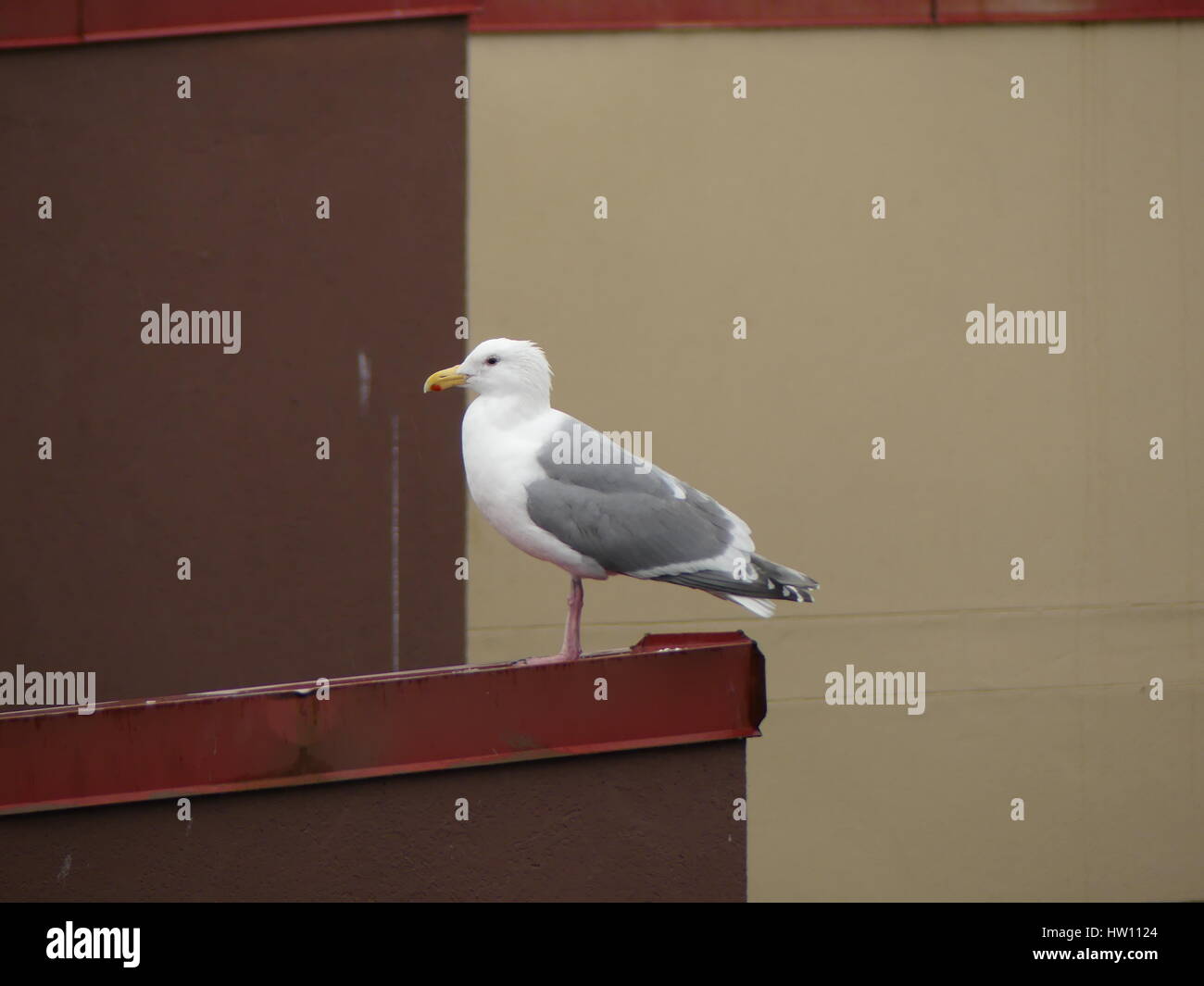 Beautiful shot seagull sitting hi-res stock photography and images - Alamy