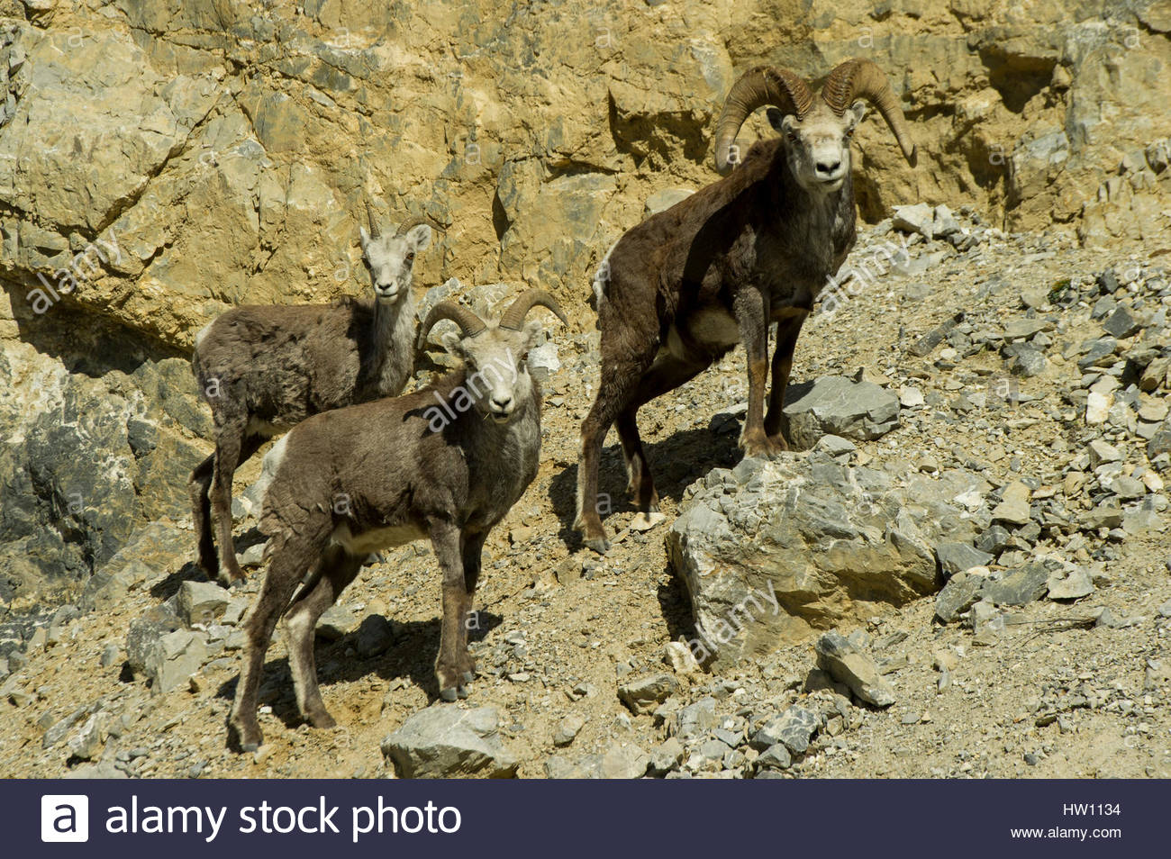 Stone Sheep Stock Photos & Stone Sheep Stock Images - Alamy