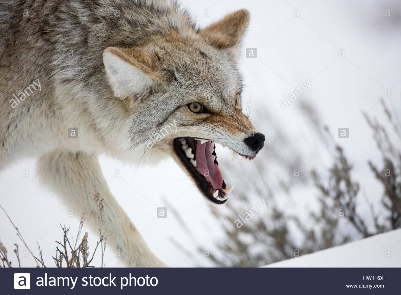 Canine Teeth Stock Photos & Canine Teeth Stock Images - Alamy