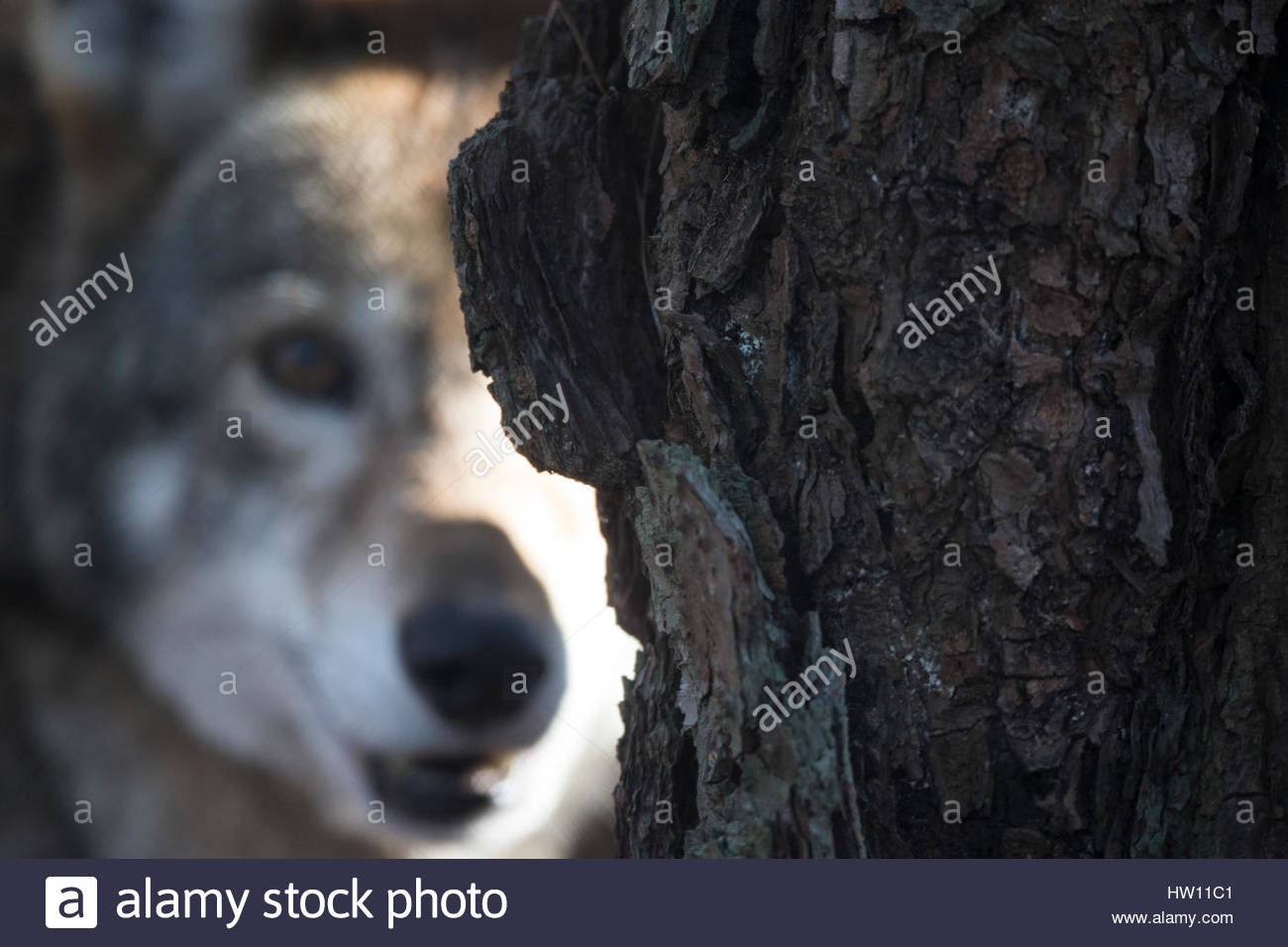 Wolf Behind Tree Stock Photos & Wolf Behind Tree Stock Images - Alamy