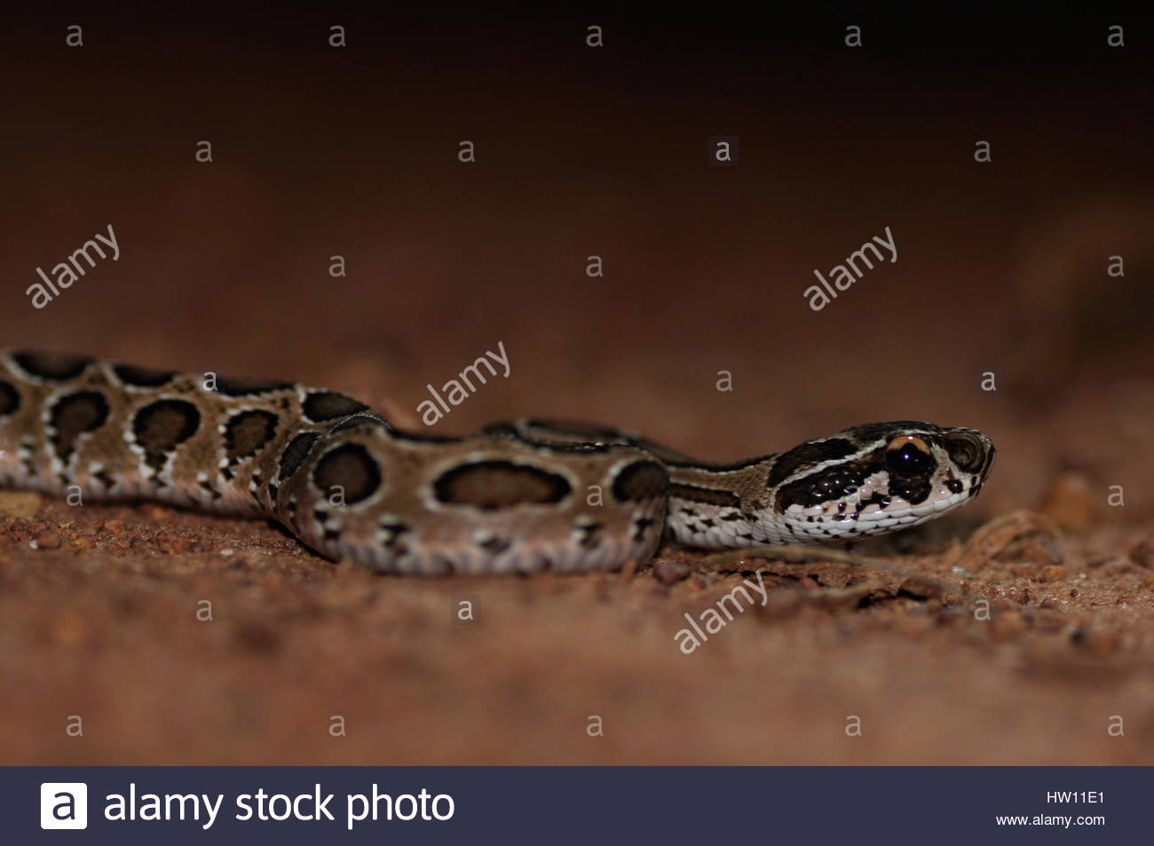 Russells Viper Stock Photos & Russells Viper Stock Images - Alamy