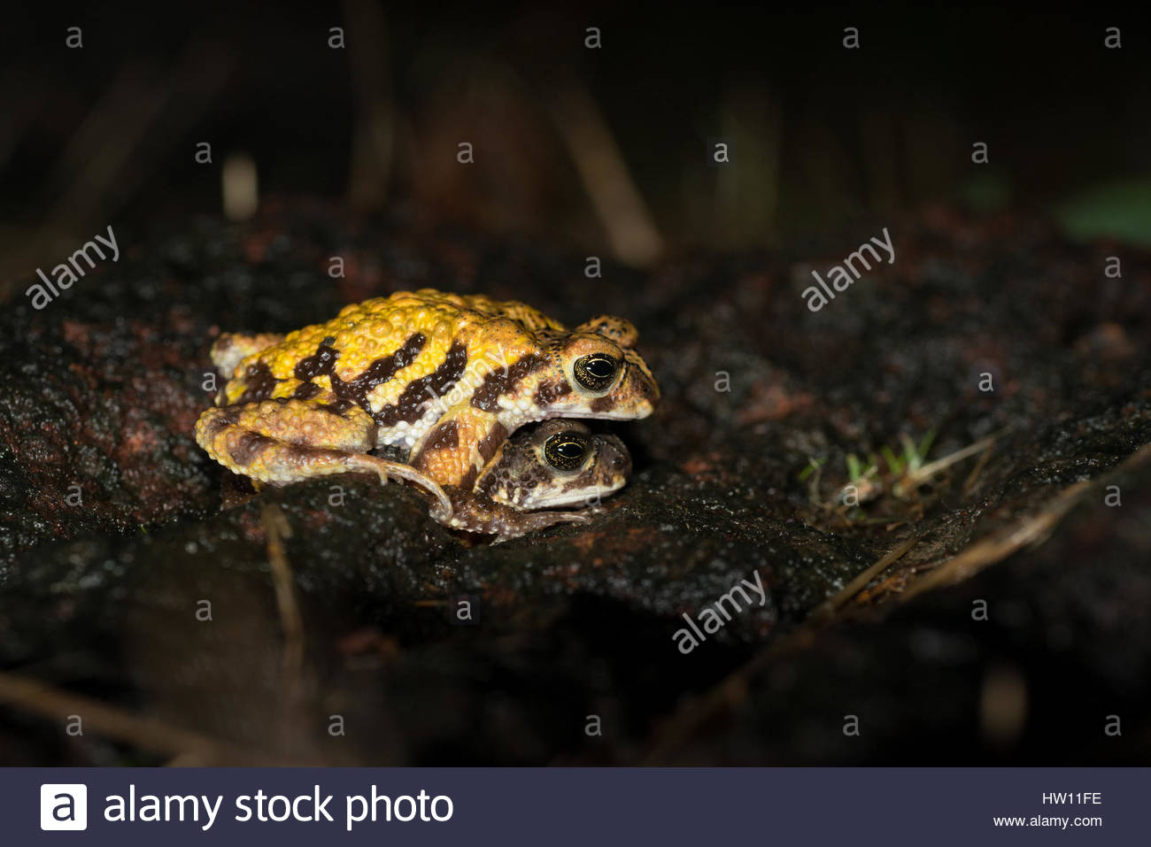 Amboli Stock Photos & Amboli Stock Images - Alamy