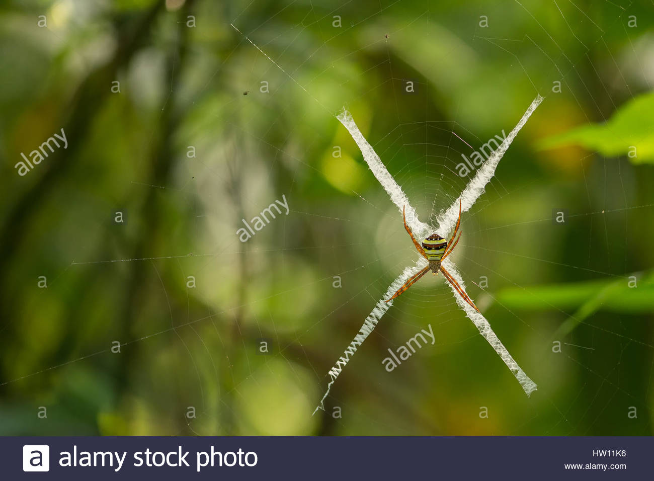 X Shape Stock Photos & X Shape Stock Images - Alamy