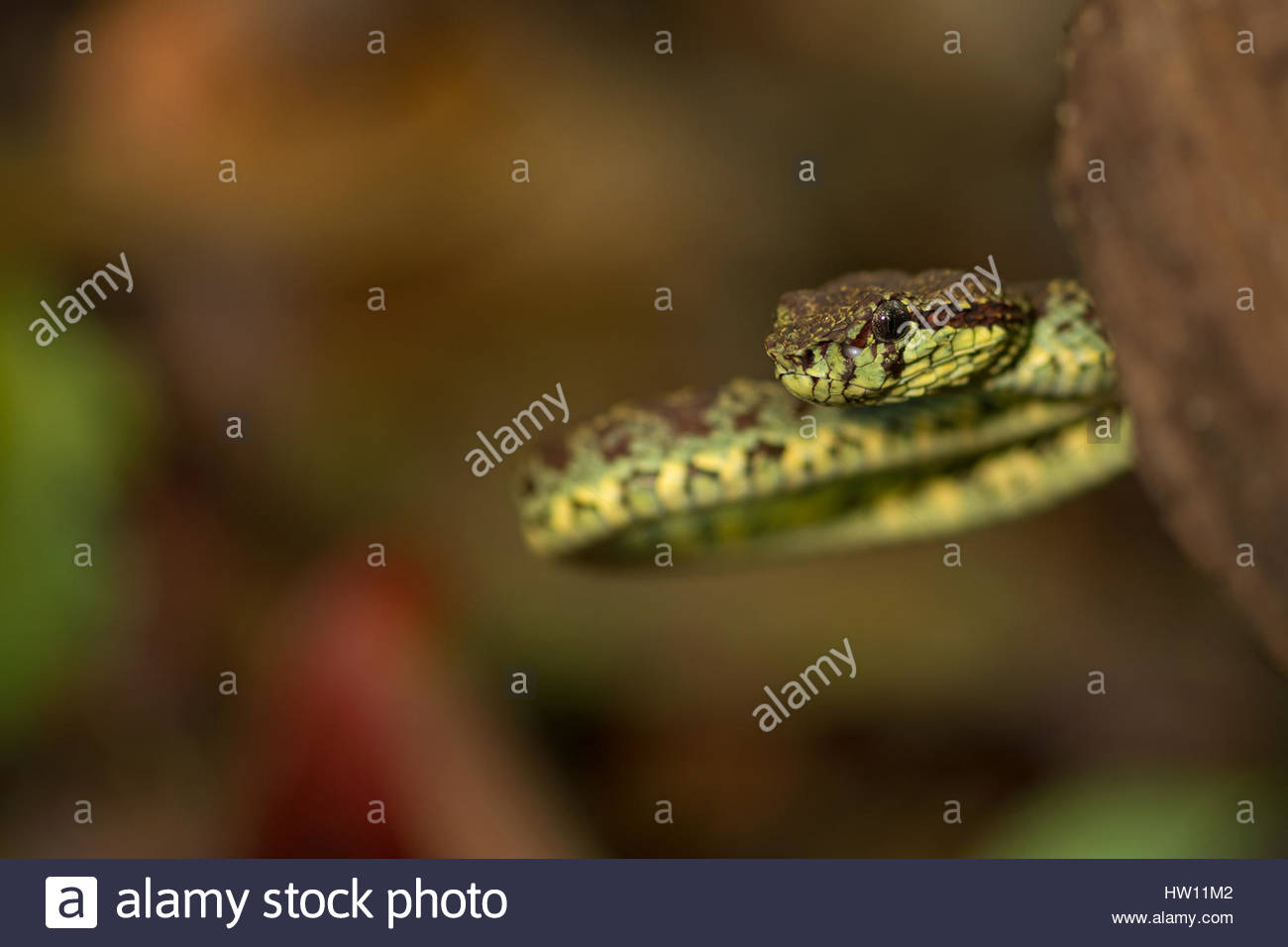 Malabar Pit Viper Stock Photos & Malabar Pit Viper Stock Images - Alamy