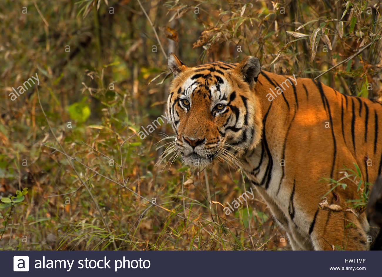 Tiger In Bamboo Forest High Resolution Stock Photography and Images - Alamy