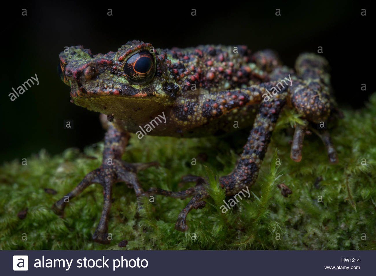 Ansonia High Resolution Stock Photography and Images - Alamy