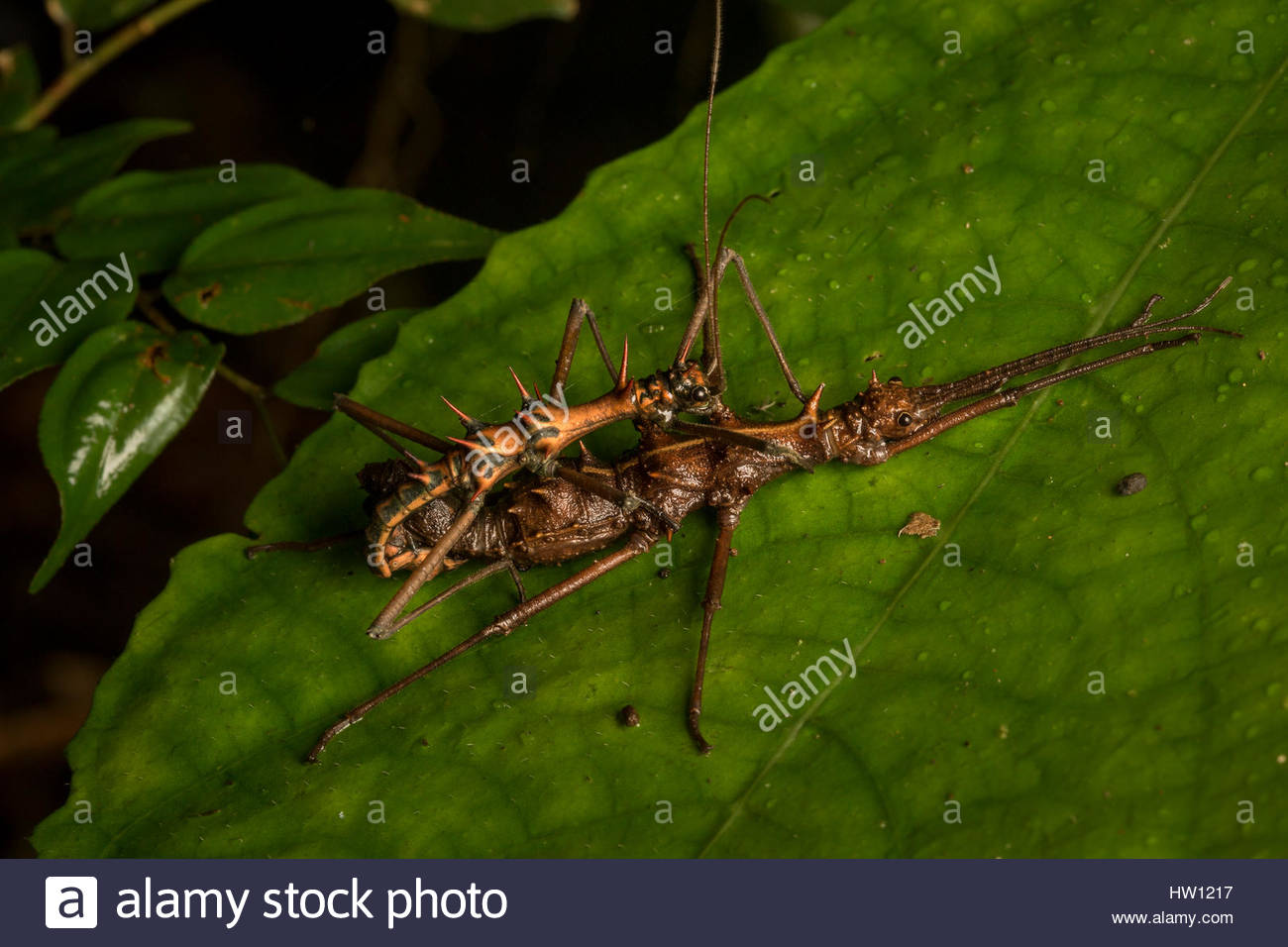 Stick Insects Stock Photos & Stick Insects Stock Images - Alamy