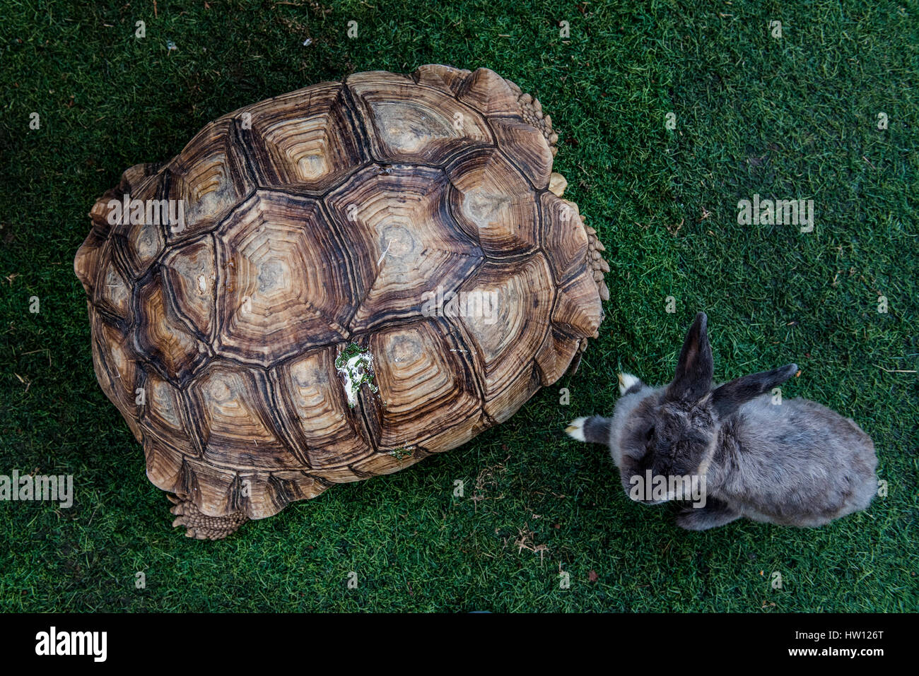 turtle and rabbit, reptiles animal in the garden Stock Photo - Alamy