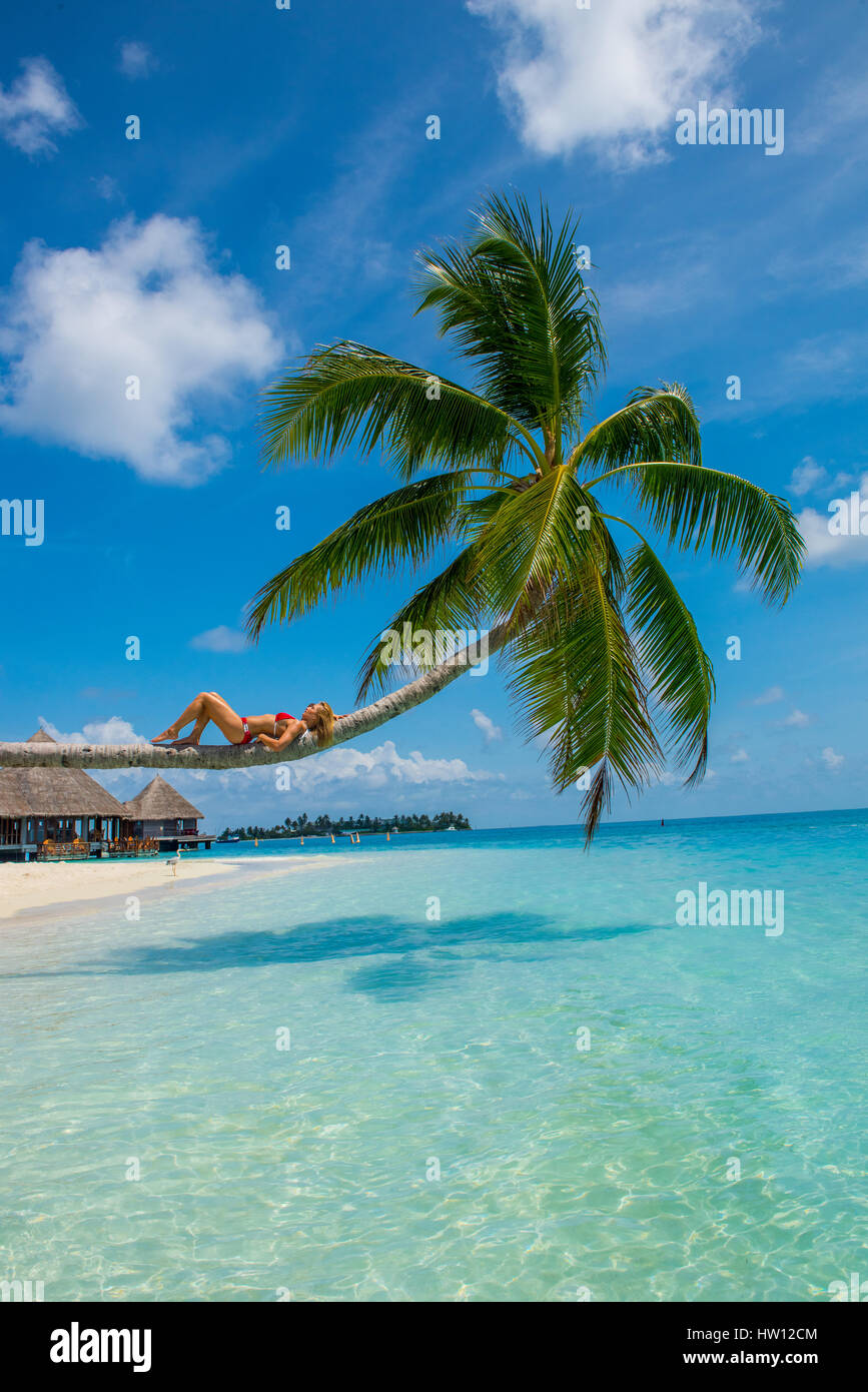 Palm tree in maldives island hi-res stock photography and images - Alamy