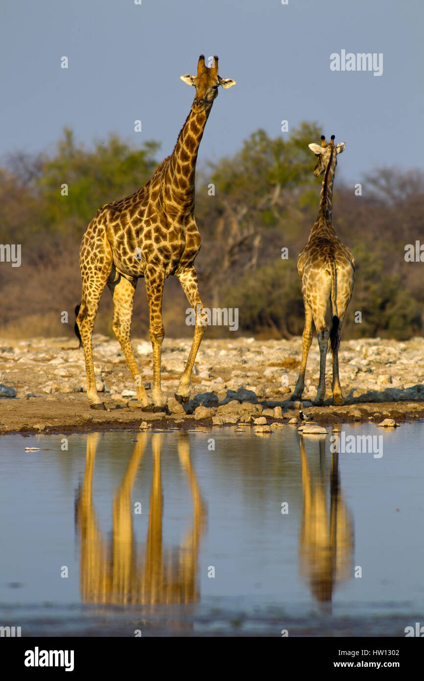 Giraffes at Klein Namutoni waterhole, Etosha National Park, Namibia Stock Photo - Alamy