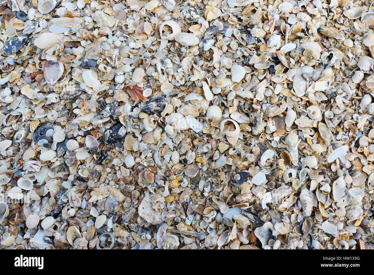 Closed up old shells on the beach in Nakhon si thammarat, Thailand ...
