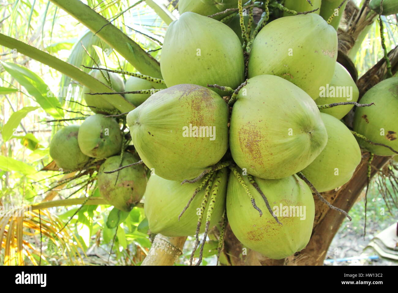 Closed up Fresh coconuts on the coconut tree Stock Photo - Alamy