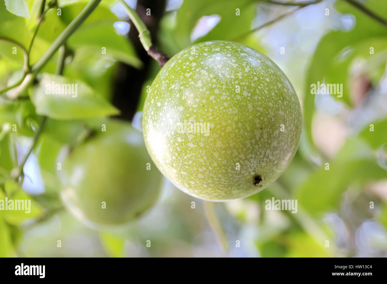 Passion fruit farm hi-res stock photography and images - Alamy