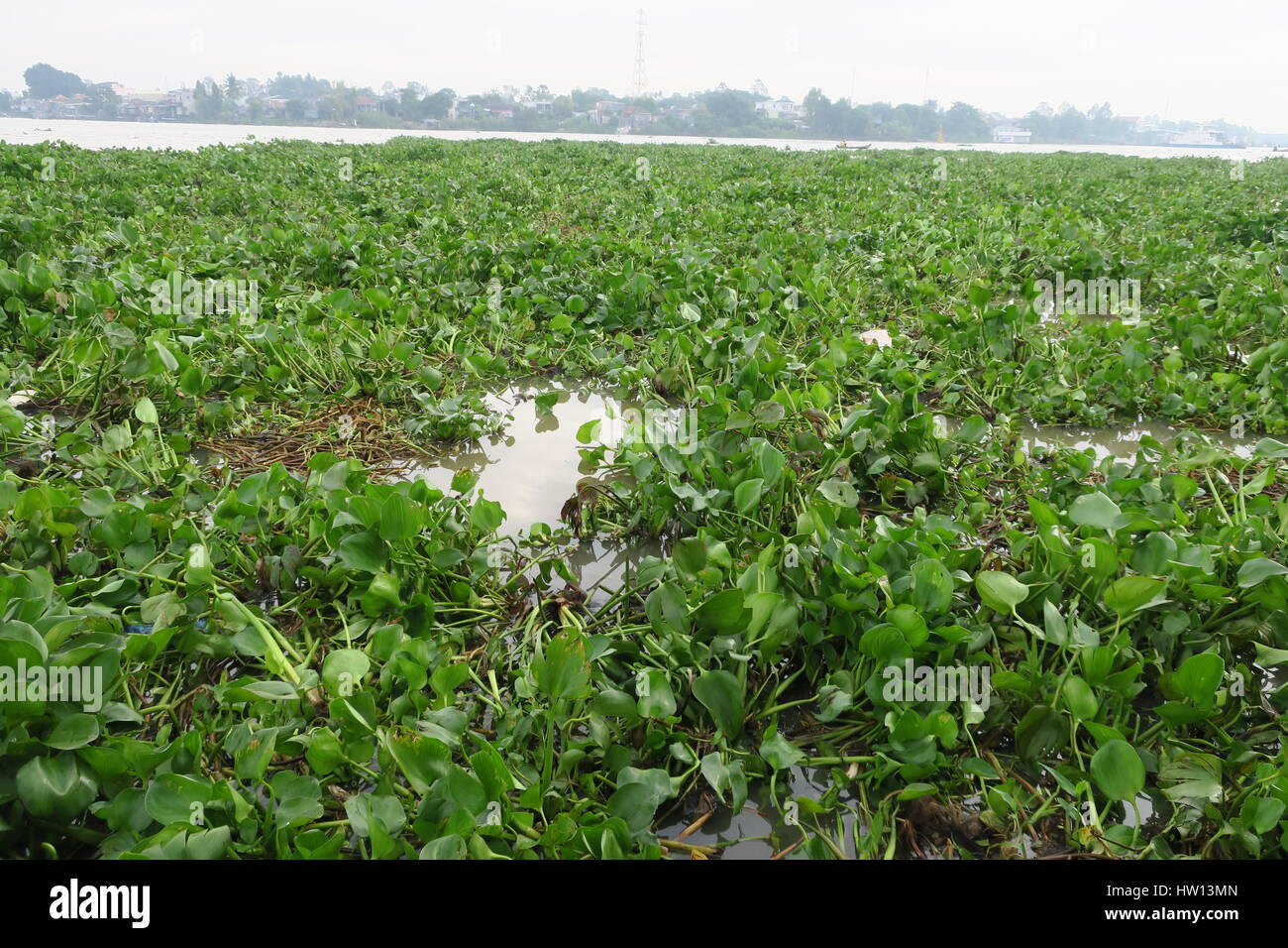 On the river from Vietnam to Cambodia, Frogbit floating pond plant ...