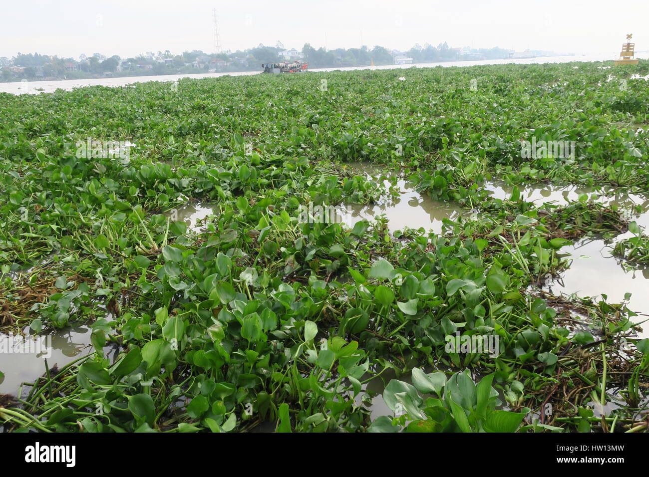 On the river from Vietnam to Cambodia, Frogbit floating pond plant ...