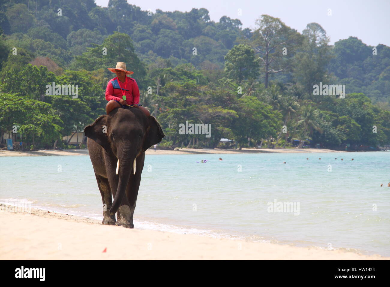Elephant on Kai Bae beach, Koh Chang island, Thailand Stock Photo - Alamy