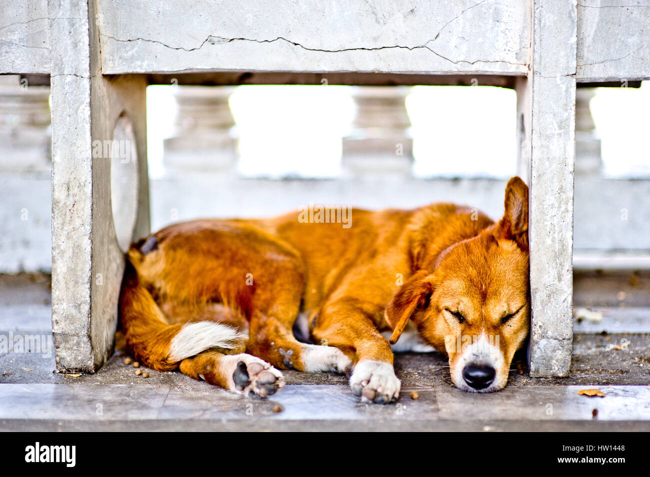 Sleeping Orange Dog, Thailand Stock Photo - Alamy