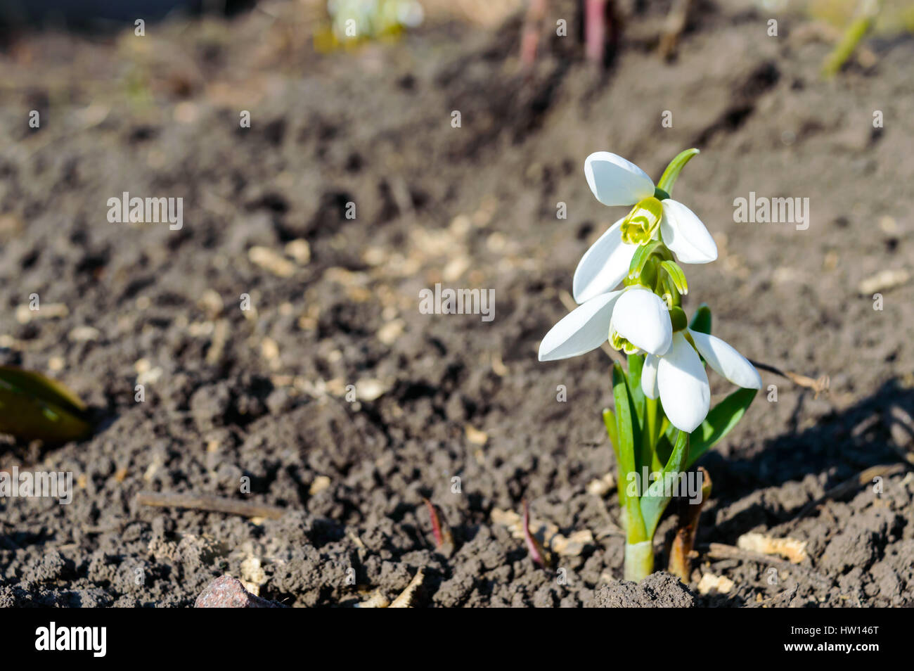 The first spring flowers: snowdrops on the nature. The symbol of spring ...