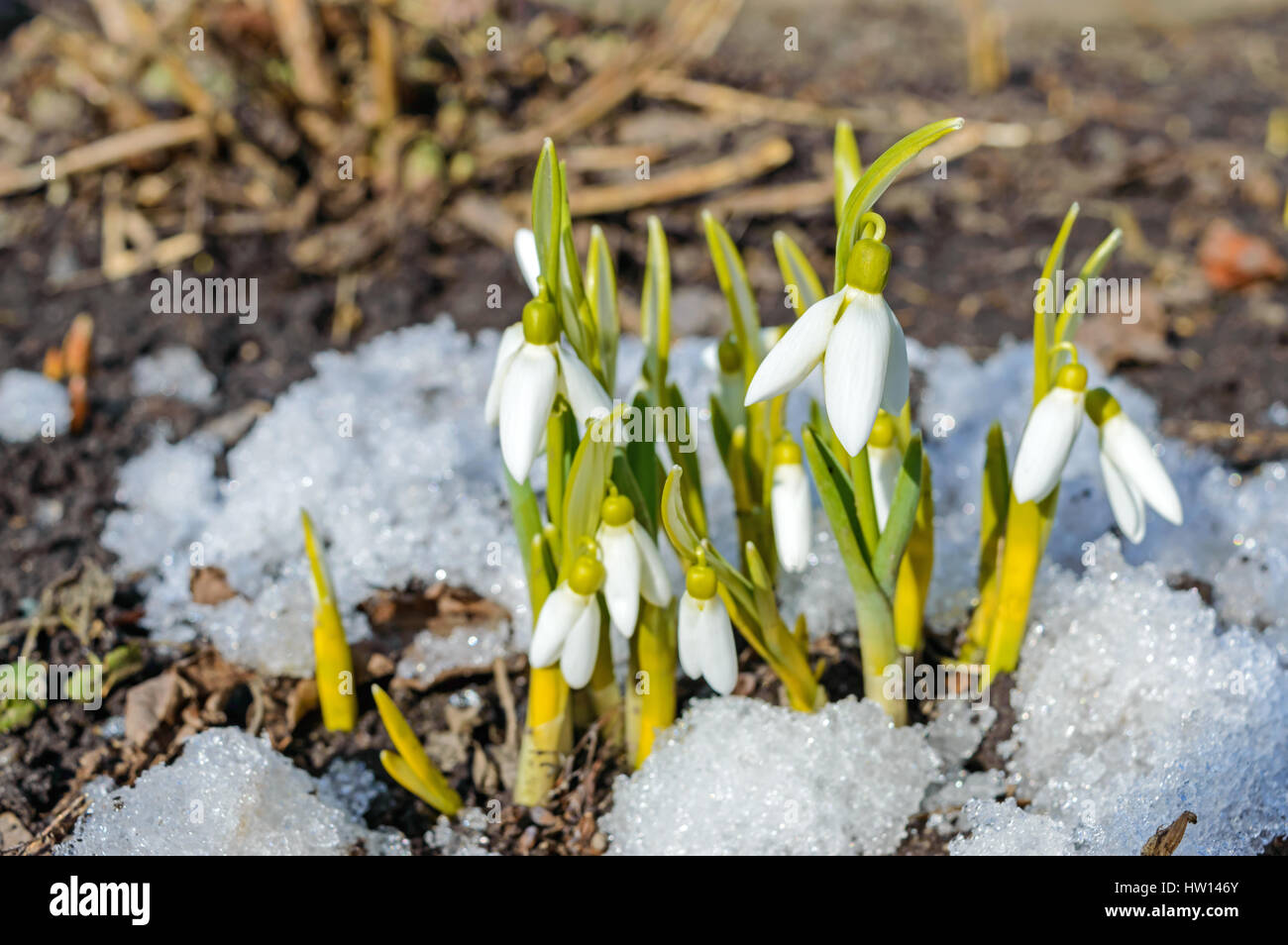The first spring flowers: snowdrops in the snow on the nature. The ...