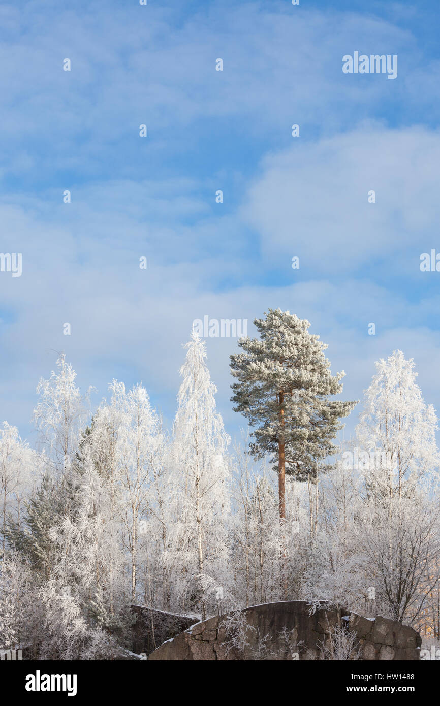 Trees covered in frost Stock Photo - Alamy