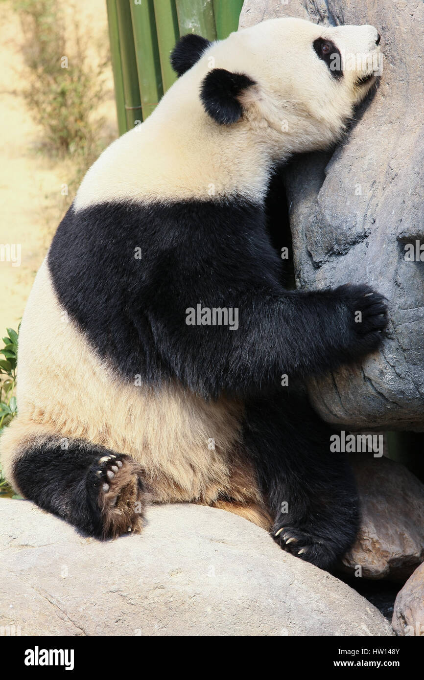 Adult giant panda hi-res stock photography and images - Alamy