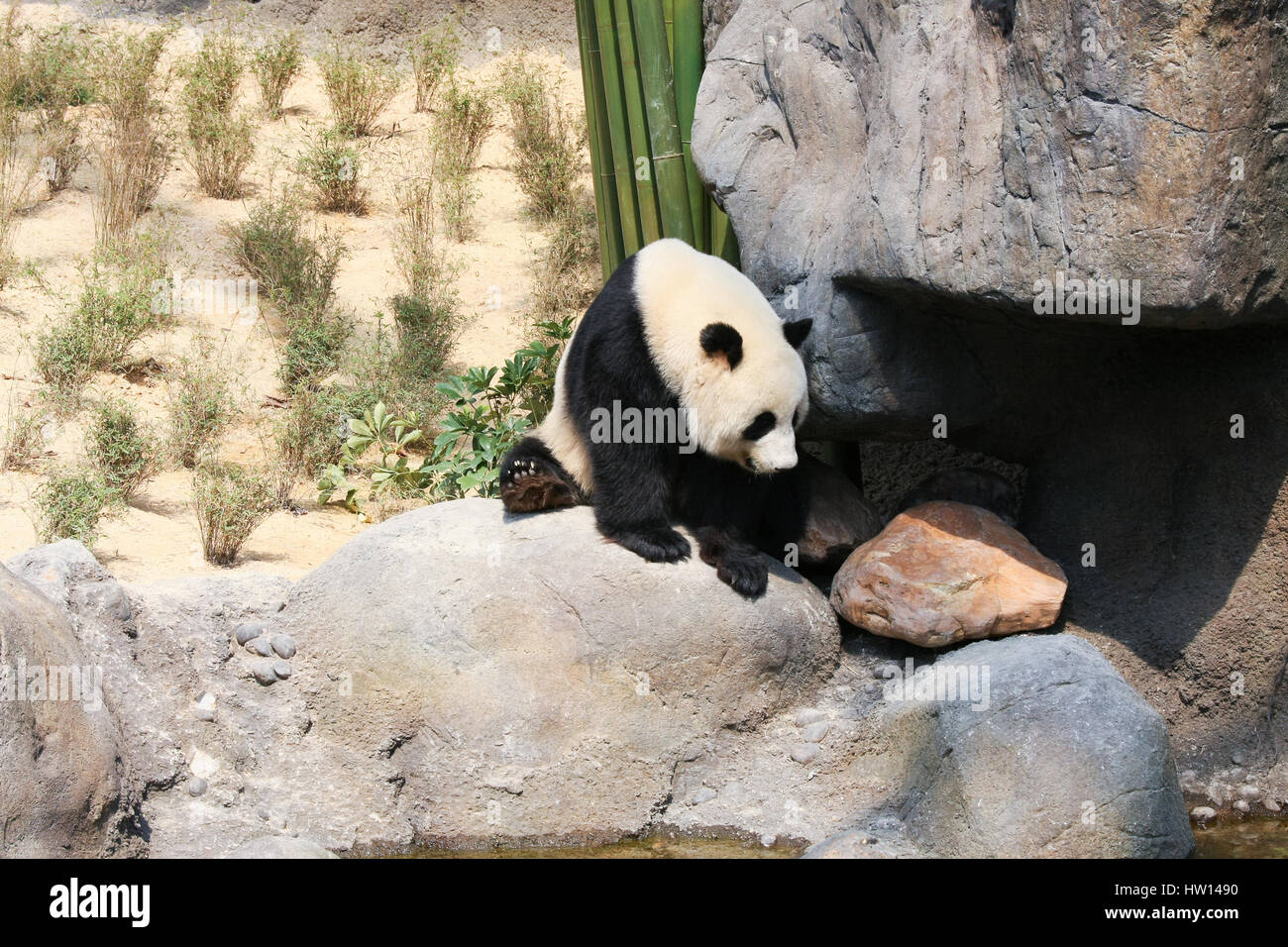 Giant adult hi-res stock photography and images - Alamy