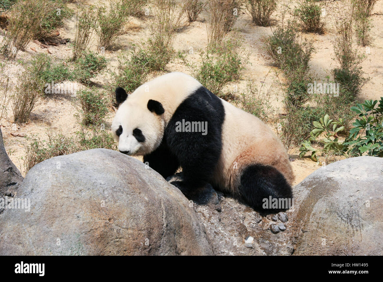 Giant adult hi-res stock photography and images - Alamy