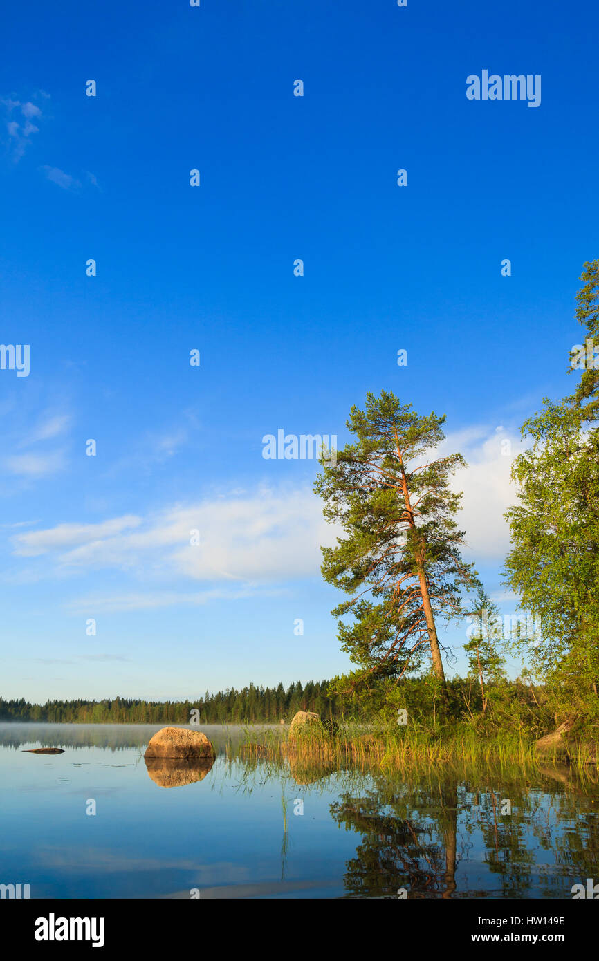Pine tree by the lake at morning Stock Photo - Alamy