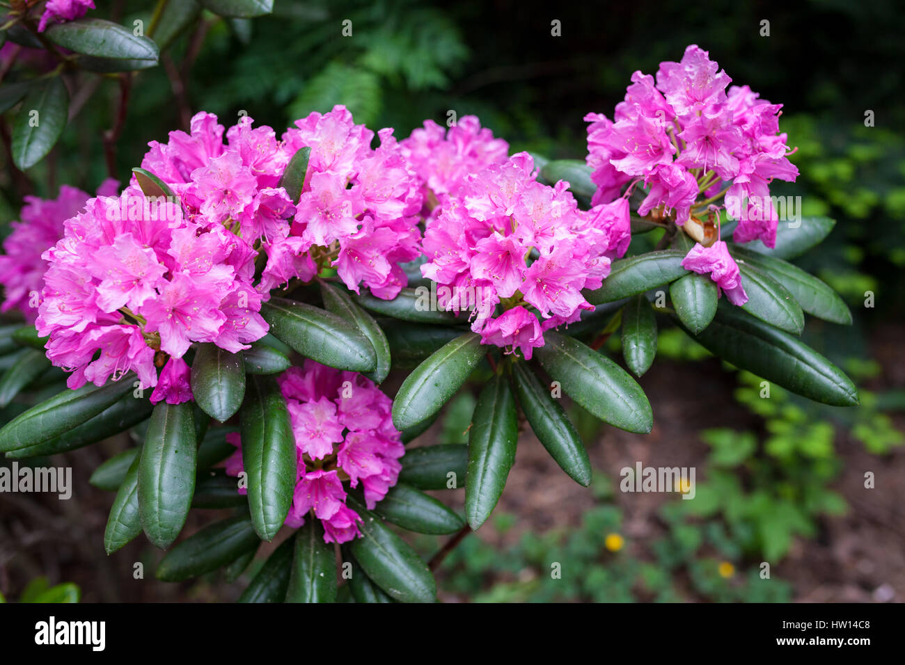 Rhododendron flower bush blooming Stock Photo - Alamy