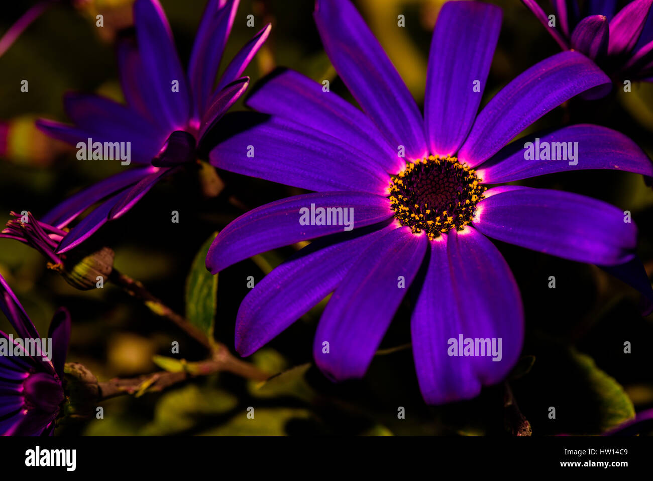 dark violet senecio blossom,natural background,outdoor color macro ...