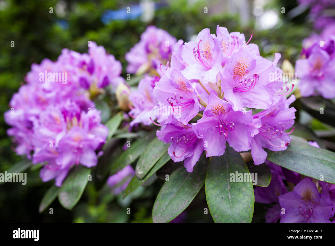 Rhododendron flower bush blooming Stock Photo - Alamy