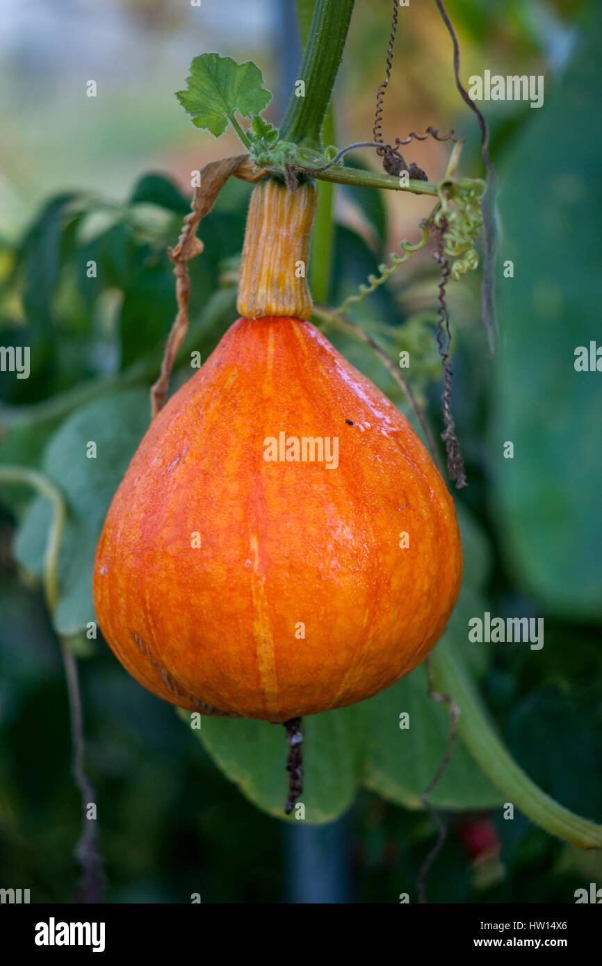 Red kuri squash - growing on the bush Stock Photo - Alamy