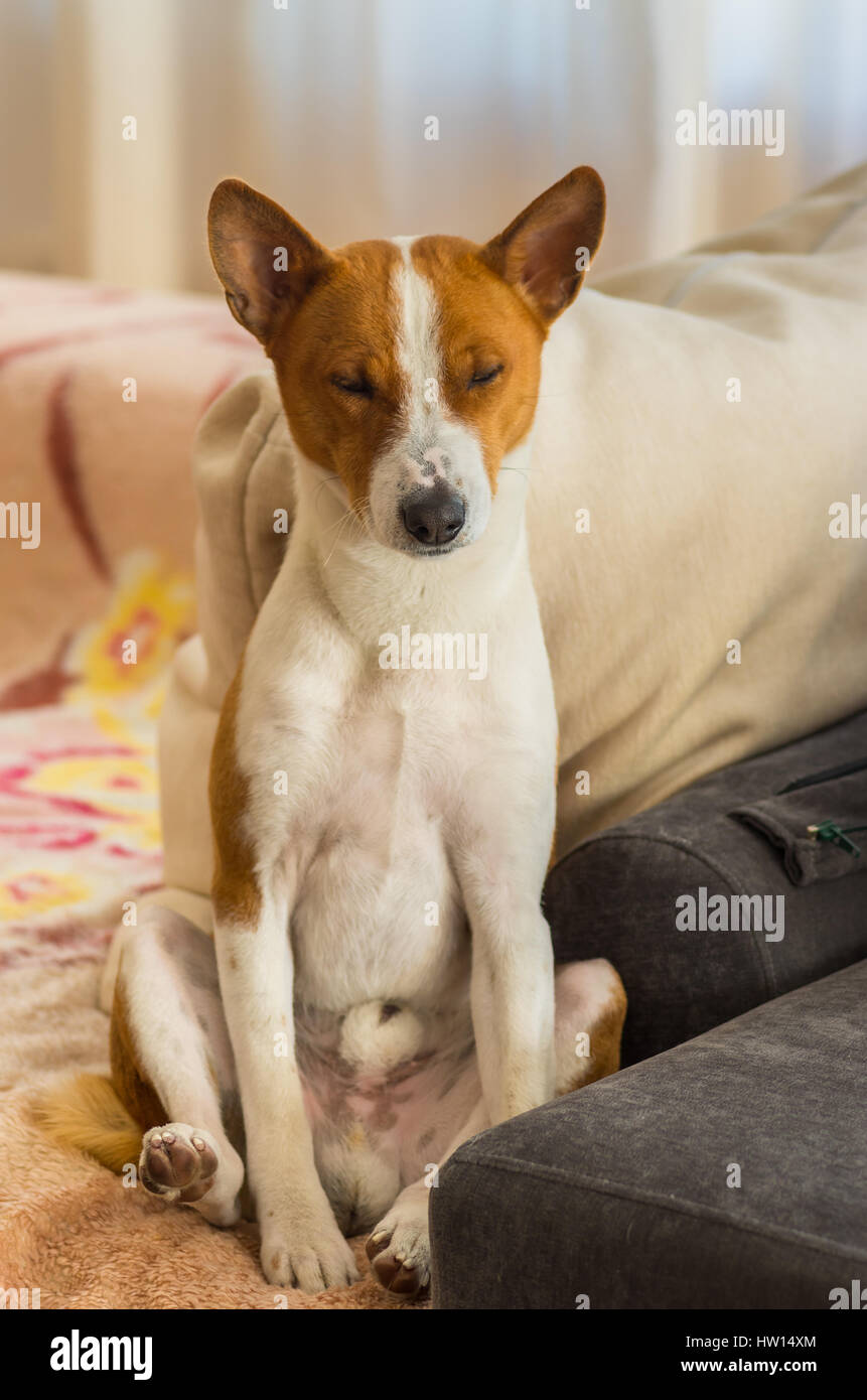 Portrait of Basenji dog nodding on a sofa in sitting pose Stock Photo ...