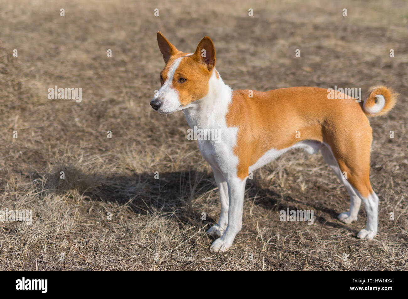 Brave Basenji dog standing on early spring ground Stock Photo - Alamy