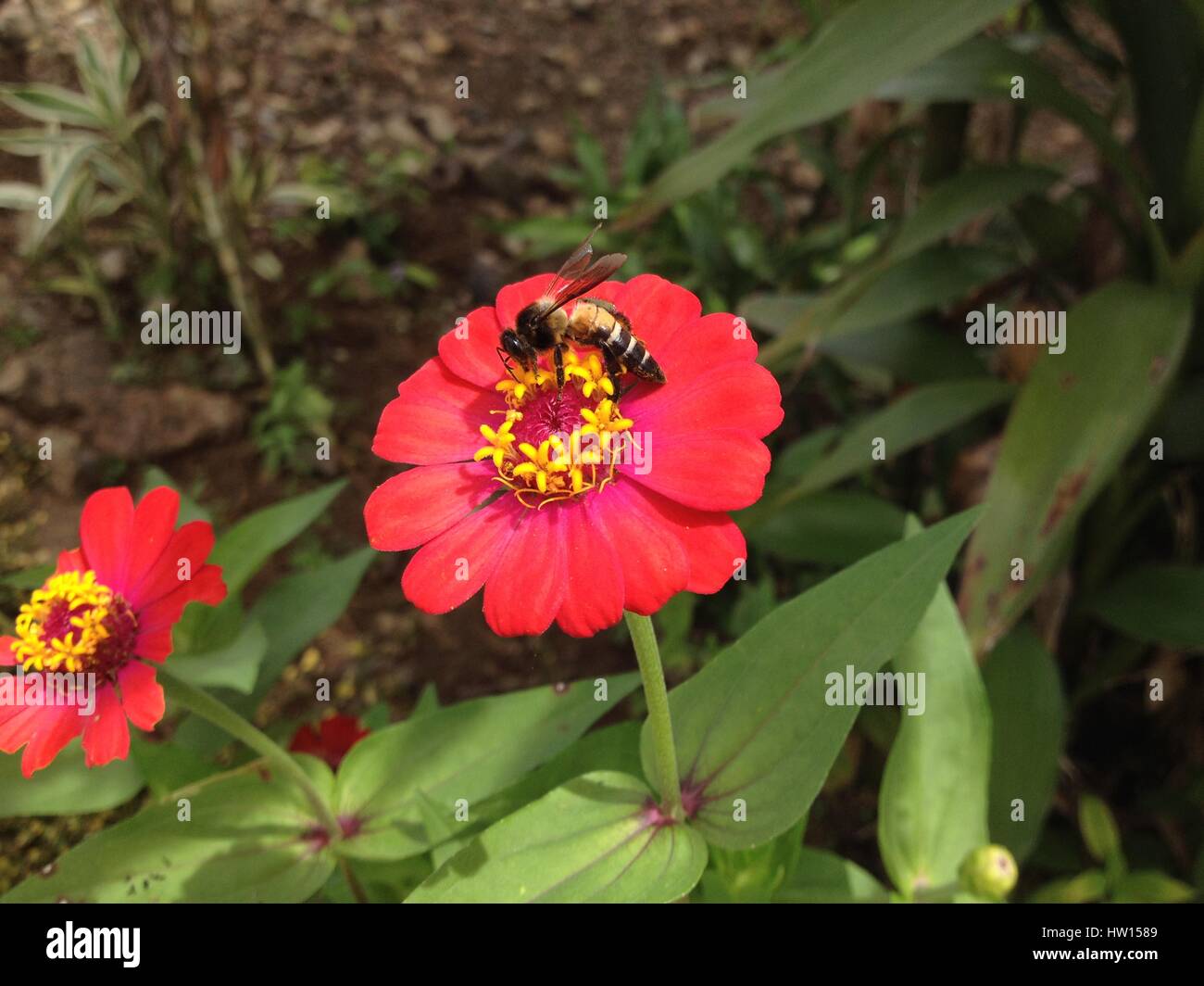 bees on flower Stock Photo - Alamy