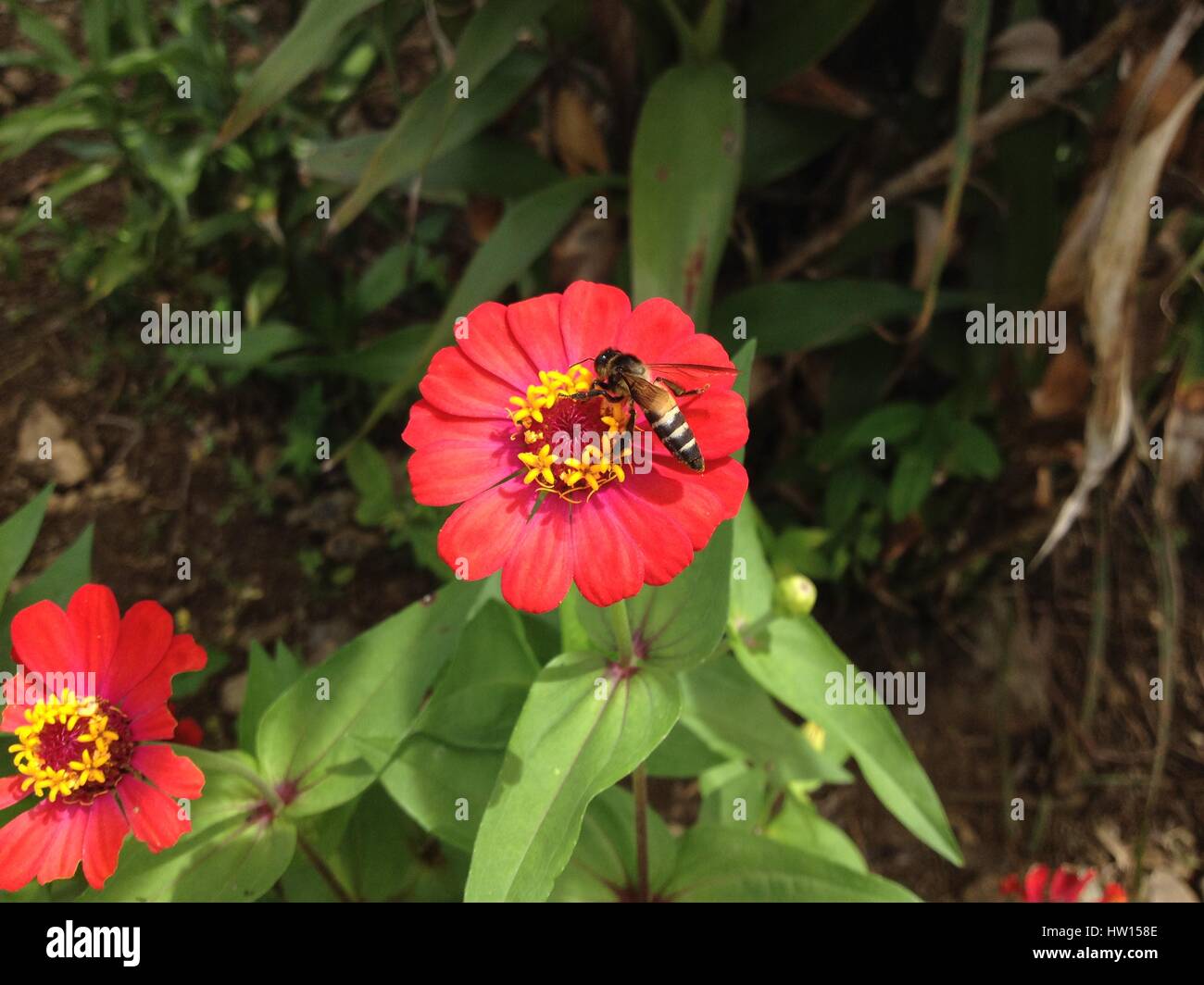 Bees on flower hi-res stock photography and images - Alamy