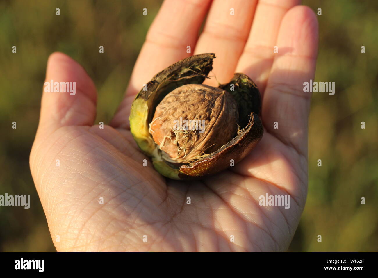 A walnut in its hard shell, which still has the husk around it- the ...