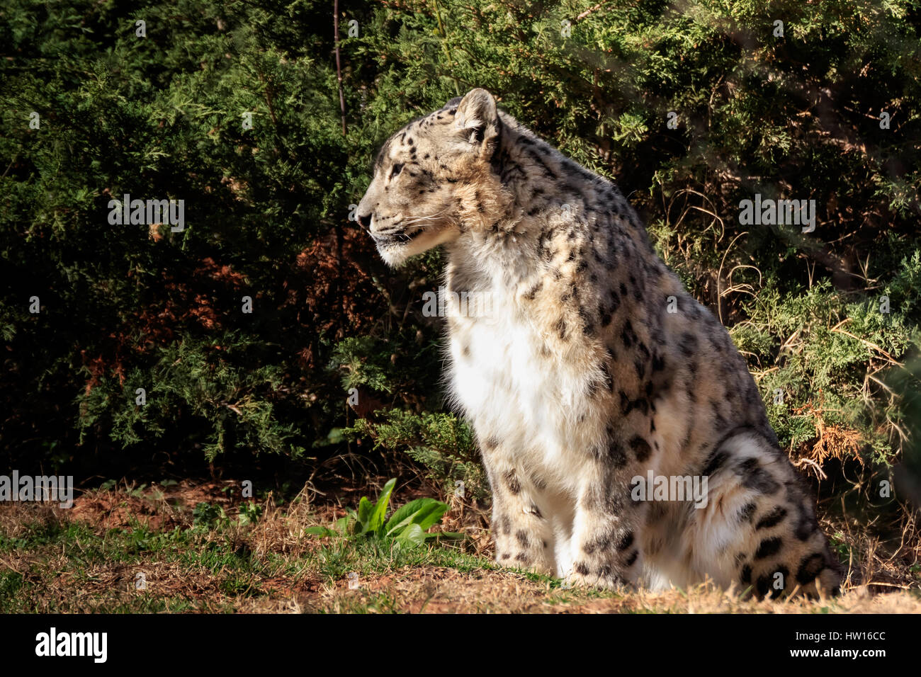A dignified Snow Leopard enjoys the warm sun on a cold morning Stock ...