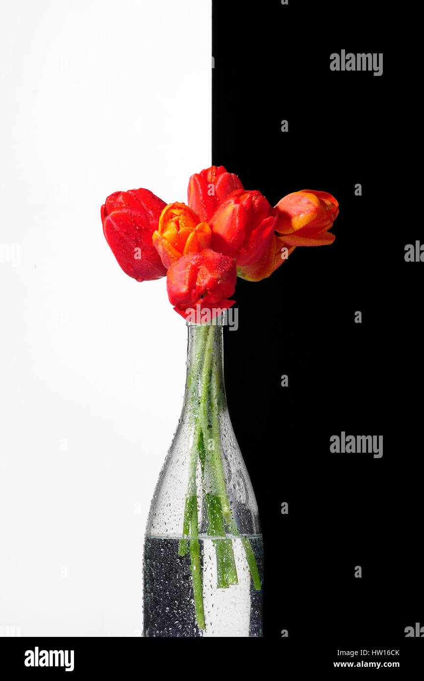 bloom, blooming, blooms, blossom, blossoming, blossoms, breed, close ...
