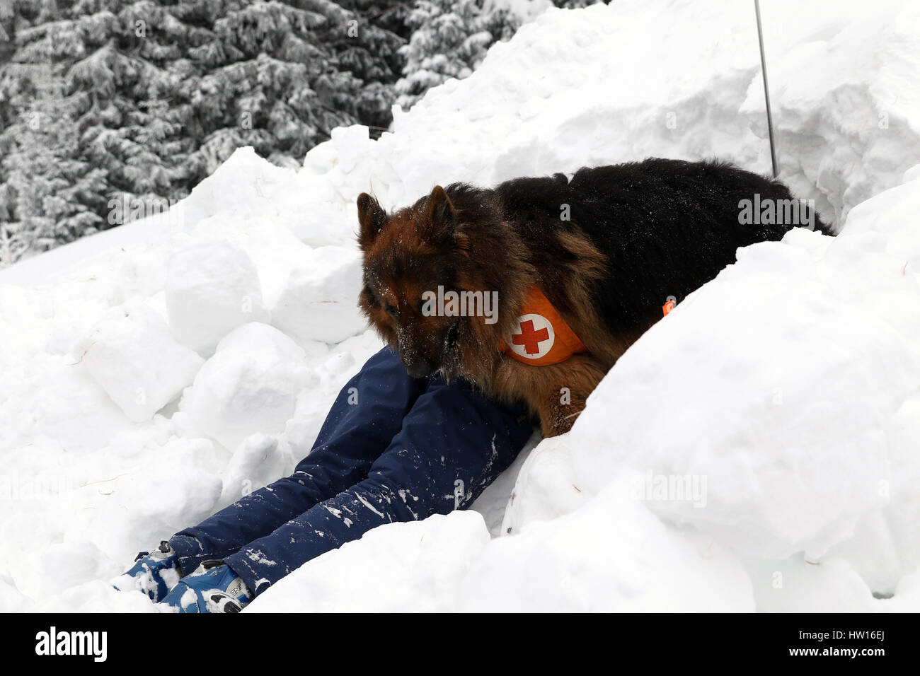 Rescuer from the Mountain Rescue Service at Bulgarian Red Cross and his ...