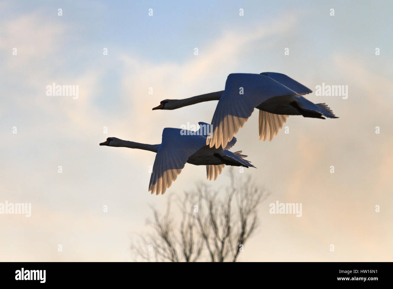 Birdsinthesky hi-res stock photography and images - Alamy