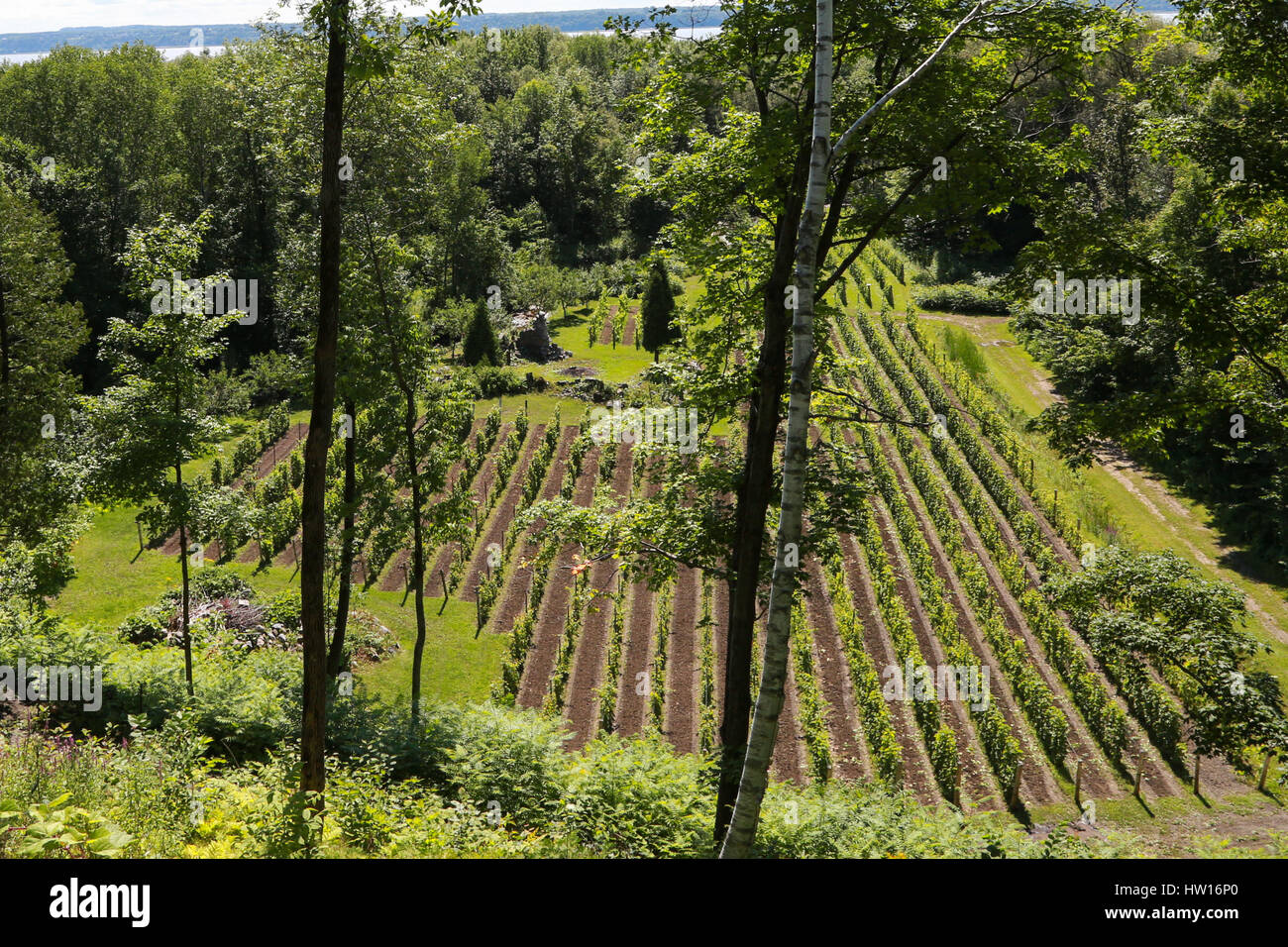Grape Vine Field at the Vinyard Place of 3 Mills (Vignoble Domaine des ...
