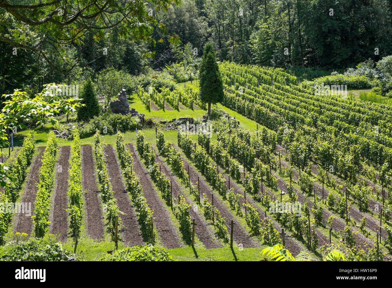 Grape Vine Field at the Vinyard Place of 3 Mills (Vignoble Domaine des ...