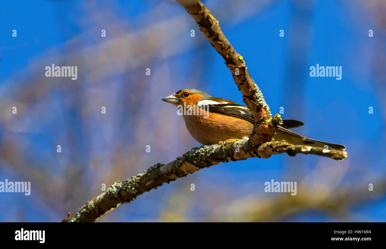 Male common chaffinch bird, fringilla coelebs, on a tree branch by ...