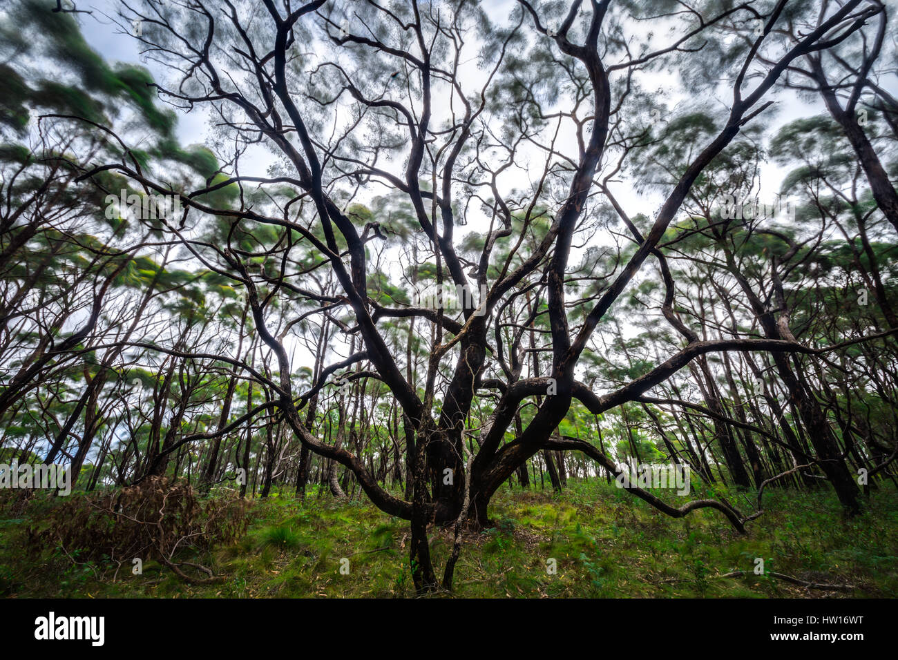 Stringybark Forest - Deep Creek Conservation Park, South Australia ...